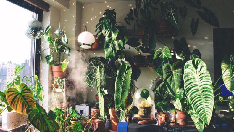 Bitki Yetiştirmenin Faydaları : Bitkilerle yaşamamız neden iyidir ...